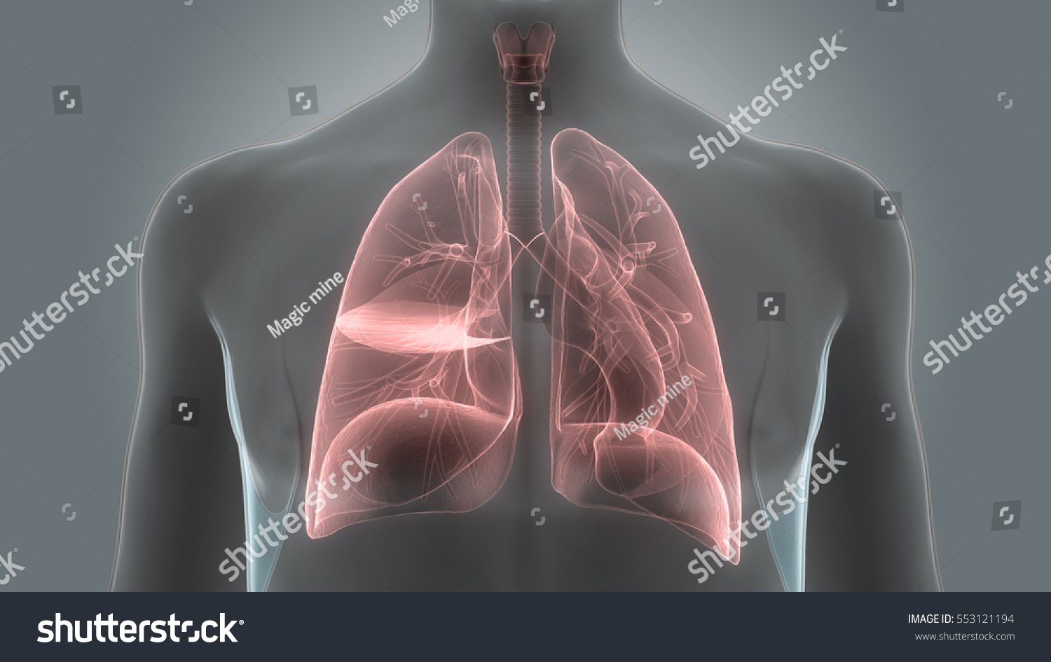 Human Body Organs Lungs Anatomy 3d 库存插图 553121194 Shutterstock