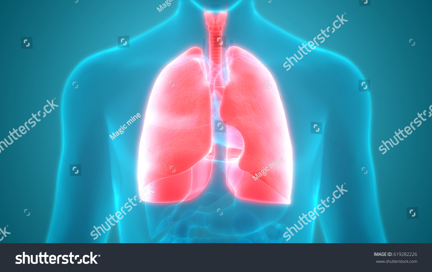 Human Body Organs Lungs Anatomy 3d 库存插图 619282226 Shutterstock