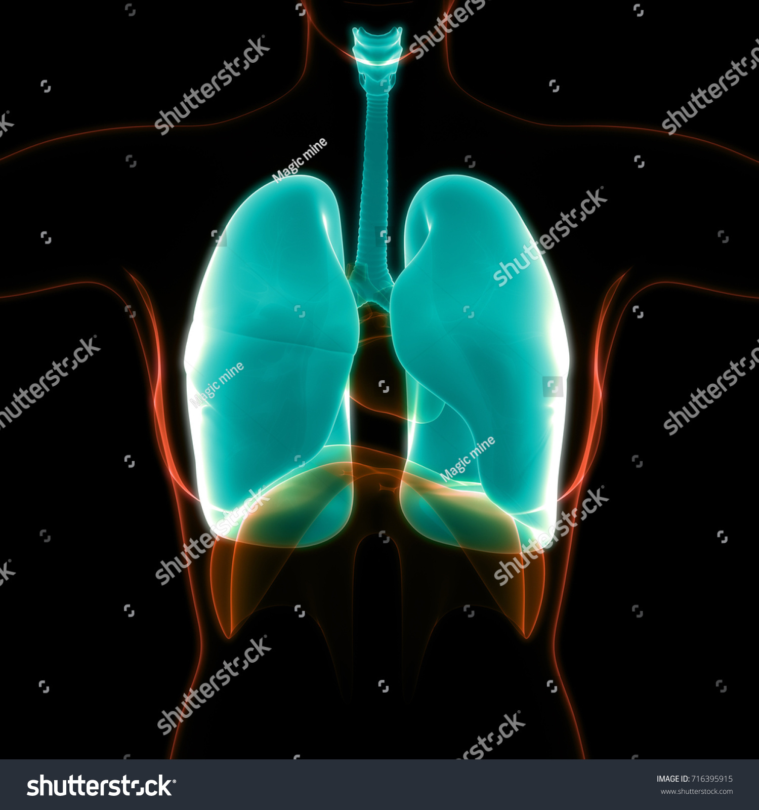 Human Body Organs Lungs Anatomy 3d 库存插图 716395915 Shutterstock