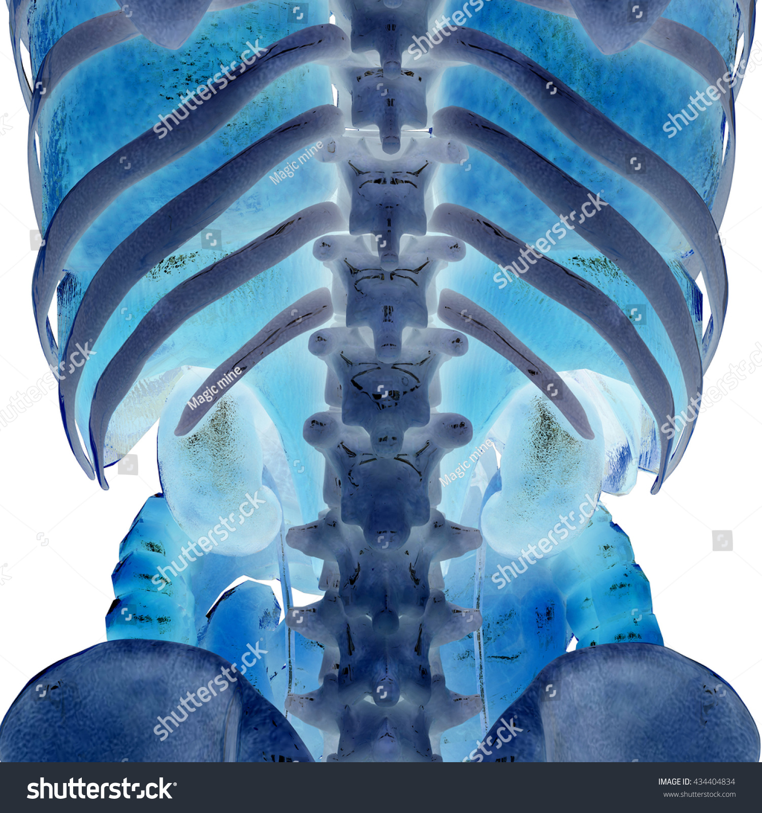Human Body Organs Lungs Liver Large Stock Illustration 434404834 Shutterstock