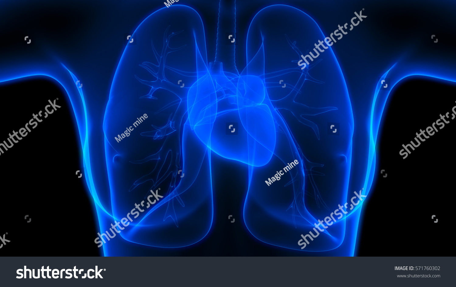 Human Body Organs Lungs Heart Anatomy 库存插图 571760302 Shutterstock