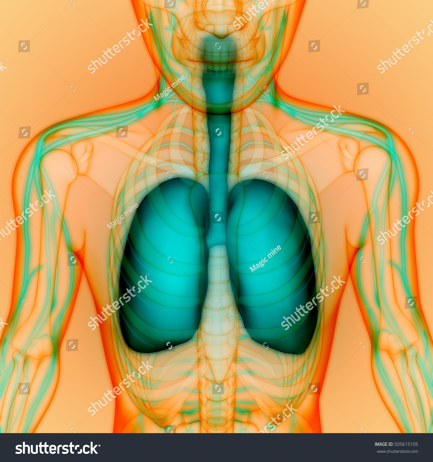 Human Body Organs Lungs Nervous System Ilustración De Stock 505615105