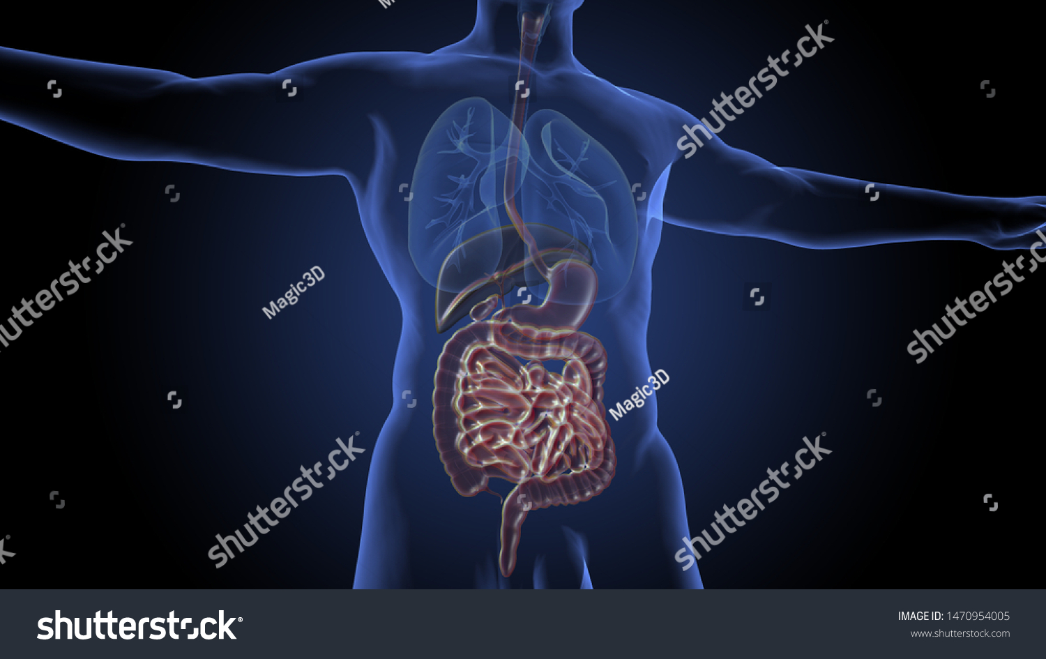 Human Digestive System 3d Rendering 스톡 일러스트 1470954005 | Shutterstock