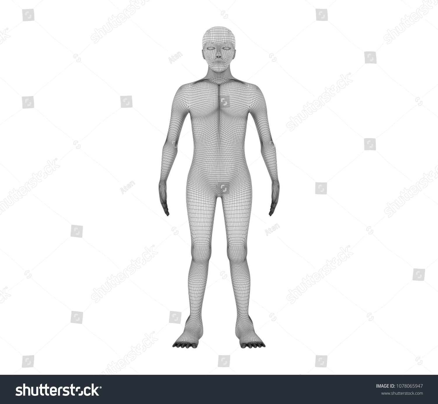 Human Front View Wireframe Model Lines Stock Illustration 1078065947 ... Human Front View Wireframe Model Lines Stock Illustration 1078065947 ...
