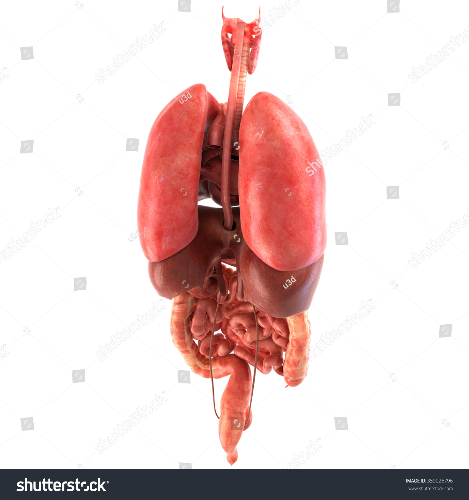 Human Internal Organs Anatomically Accurate Render 库存插图 359026796 ...