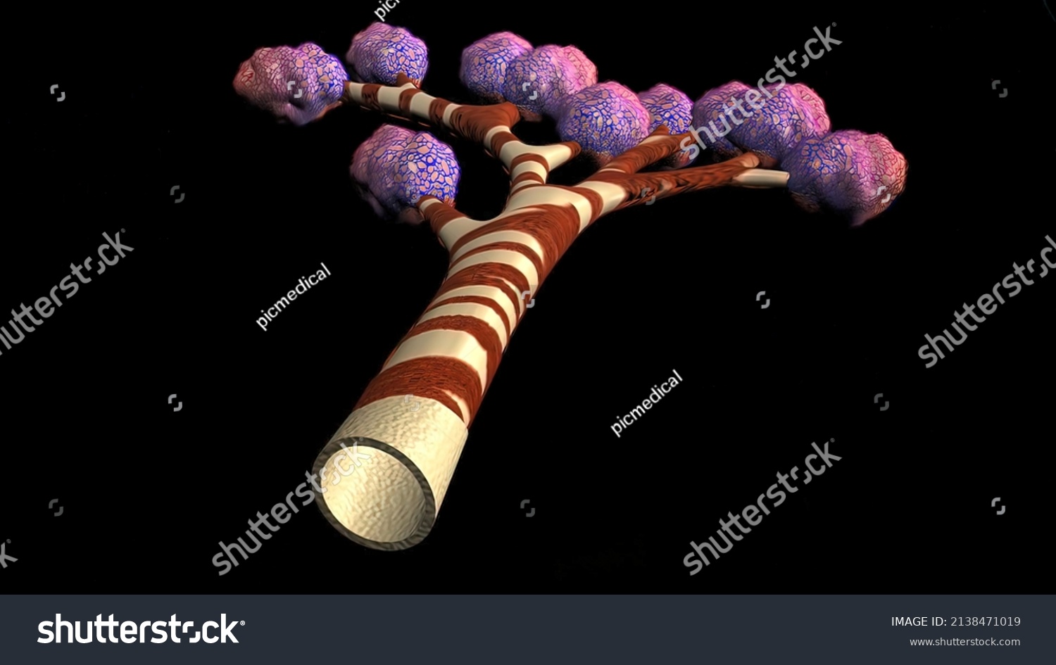 Human Lungs Bronchi Mesh Model Looping Stock Illustration 2138471019