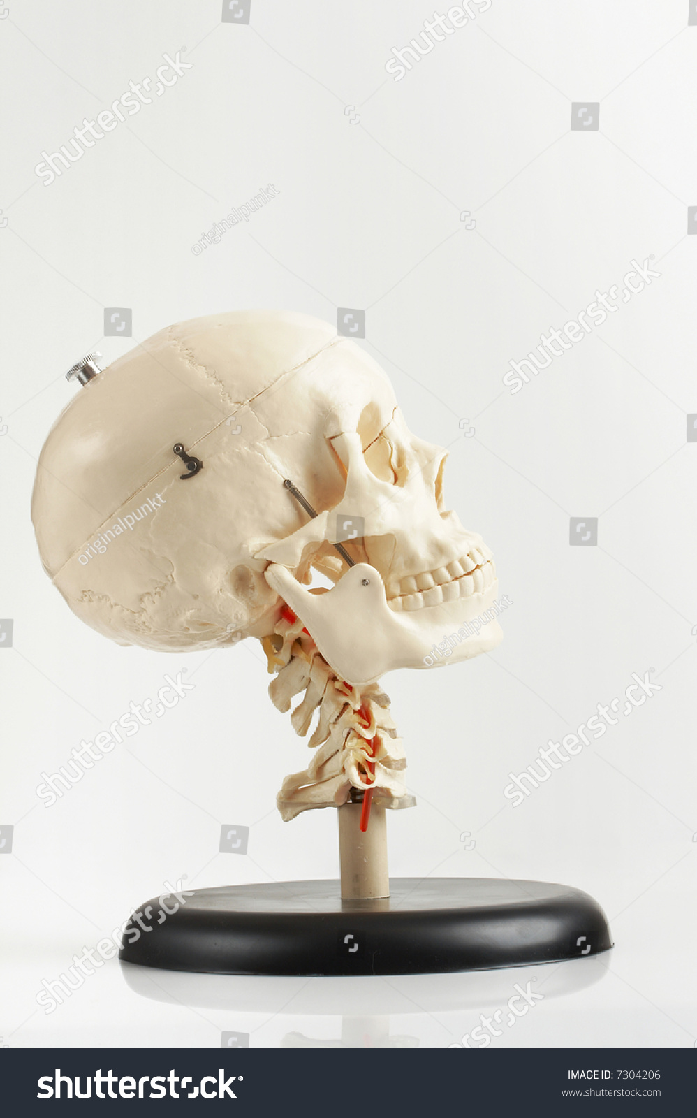Human Scull Model Stock Photo (Edit Now) 7304206