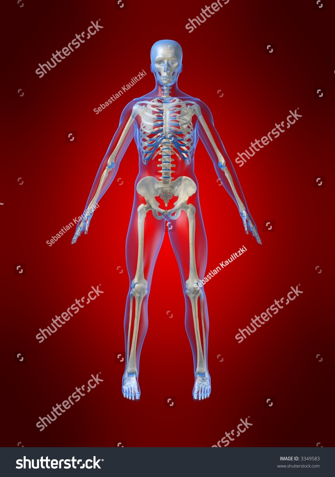 Human Skeleton Stock Photo 3349583 : Shutterstock