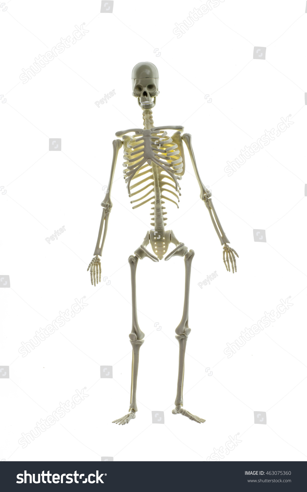Human Skeleton Stock Photo 463075360 : Shutterstock