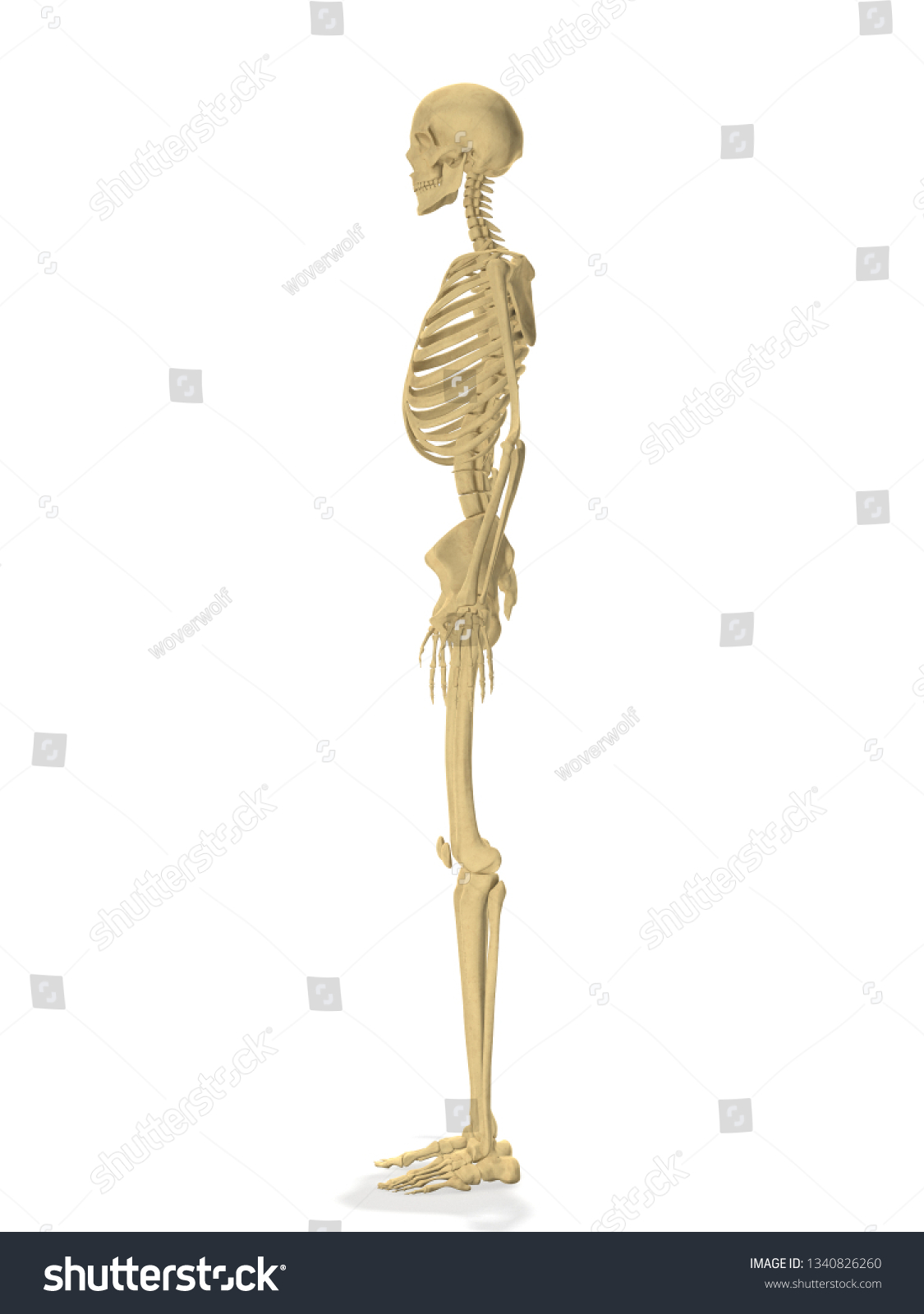 Human Skeleton Side Profile 3d Rendering Stock Illustration 1340826260
