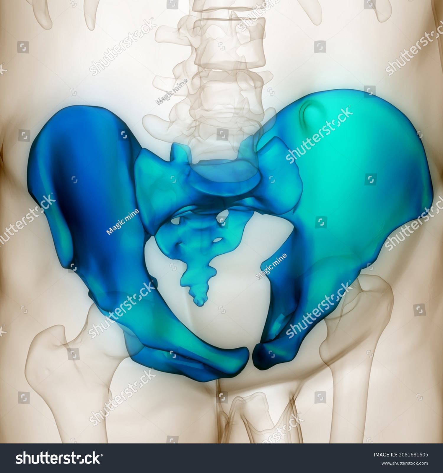 Human Skeleton System Pelvic Girdle Bone Stock Illustration 2081681605 Human Skeleton System Pelvic Girdle Bone Stock Illustration 2081681605