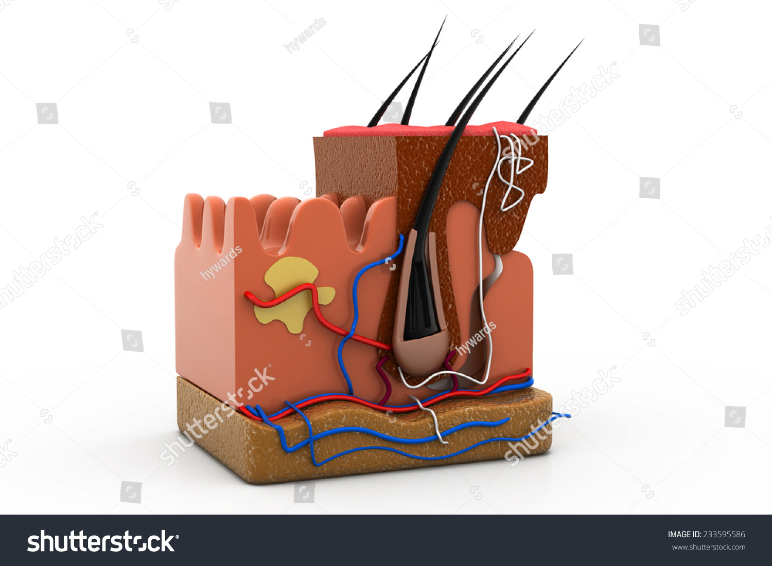 Human Skin Anatomy Cross Section Stock Photo 233595586 : Shutterstock Human Skin Anatomy Cross Section Stock Photo 233595586 : Shutterstock