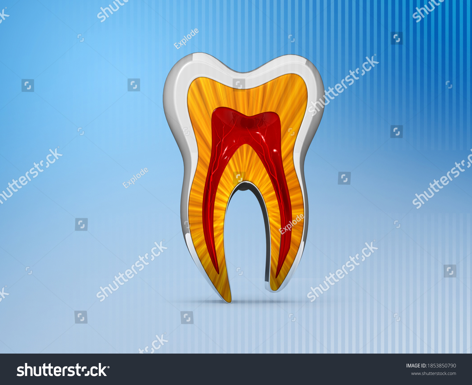 Human Tooth Cross Section Anatomy 3d Stock Illustration 1853850790