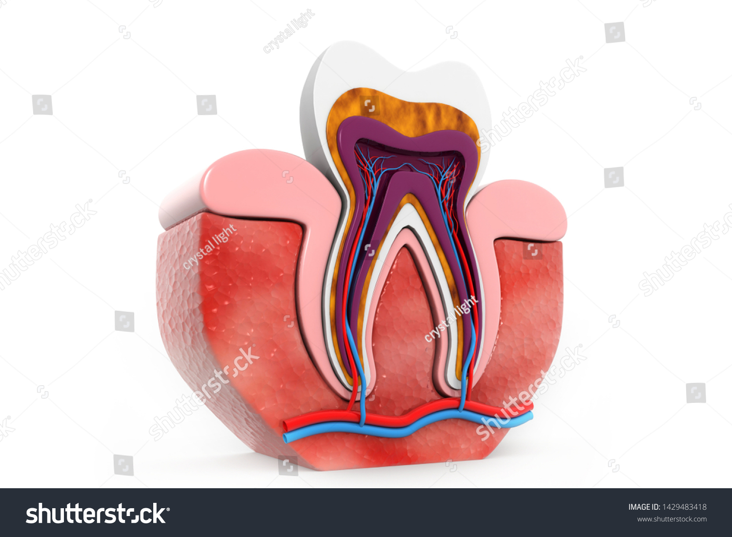 Human Tooth Cross Section 3d Render Stock Illustration 1429483418 ...