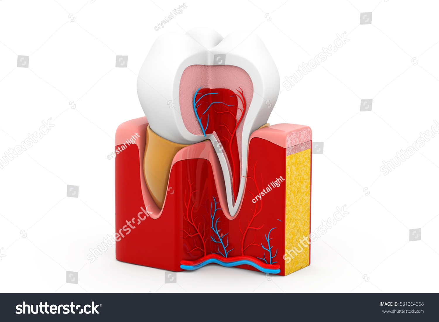 Human Tooth Cross Section 3d Render Stock Illustration 581364358