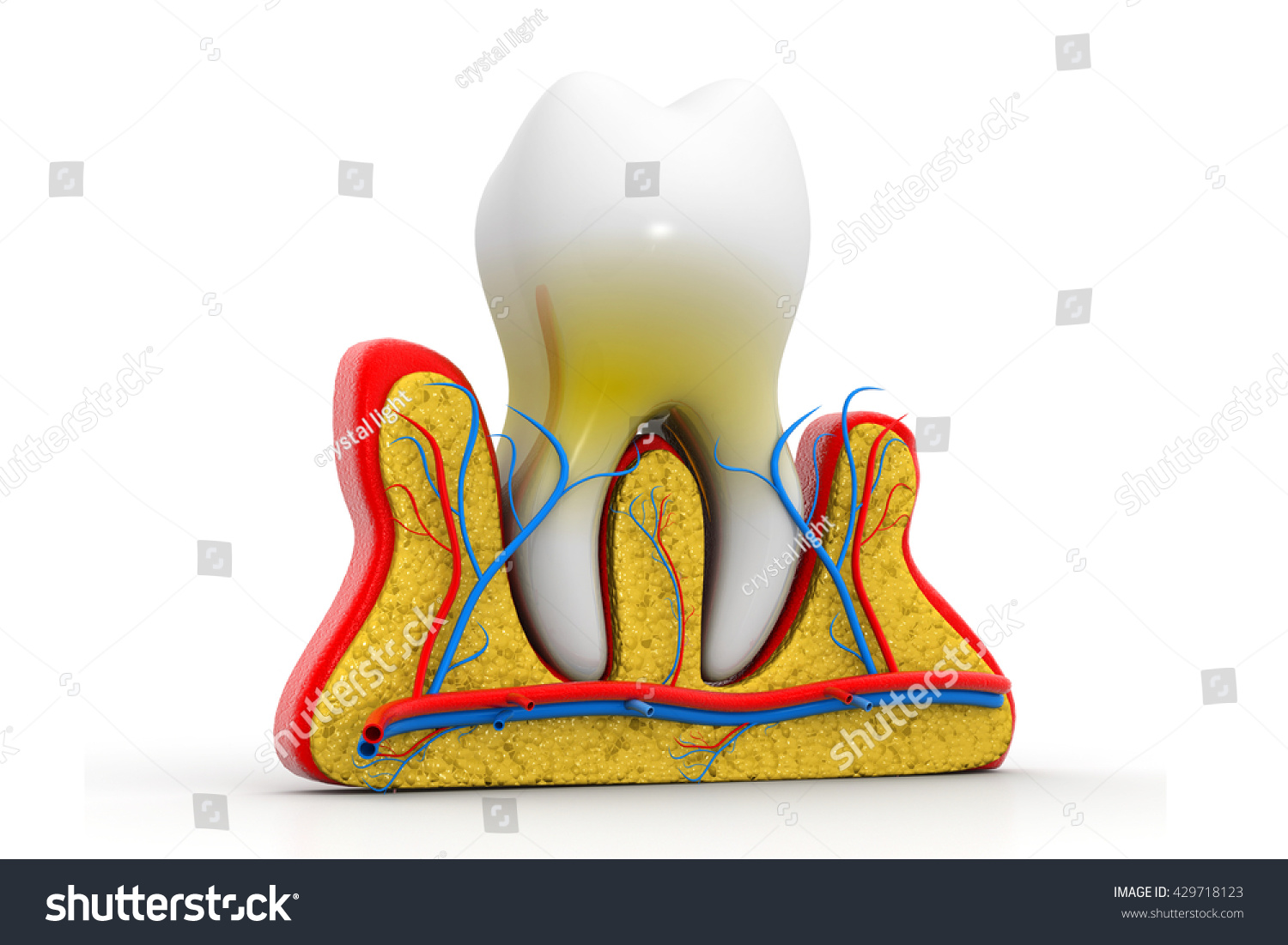 Human Tooth3d Render Stock Illustration 429718123 | Shutterstock
