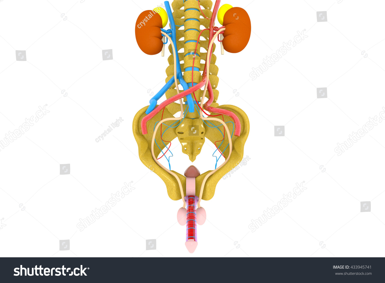 Human Urinary System3d Render Stock Illustration 433945741 | Shutterstock