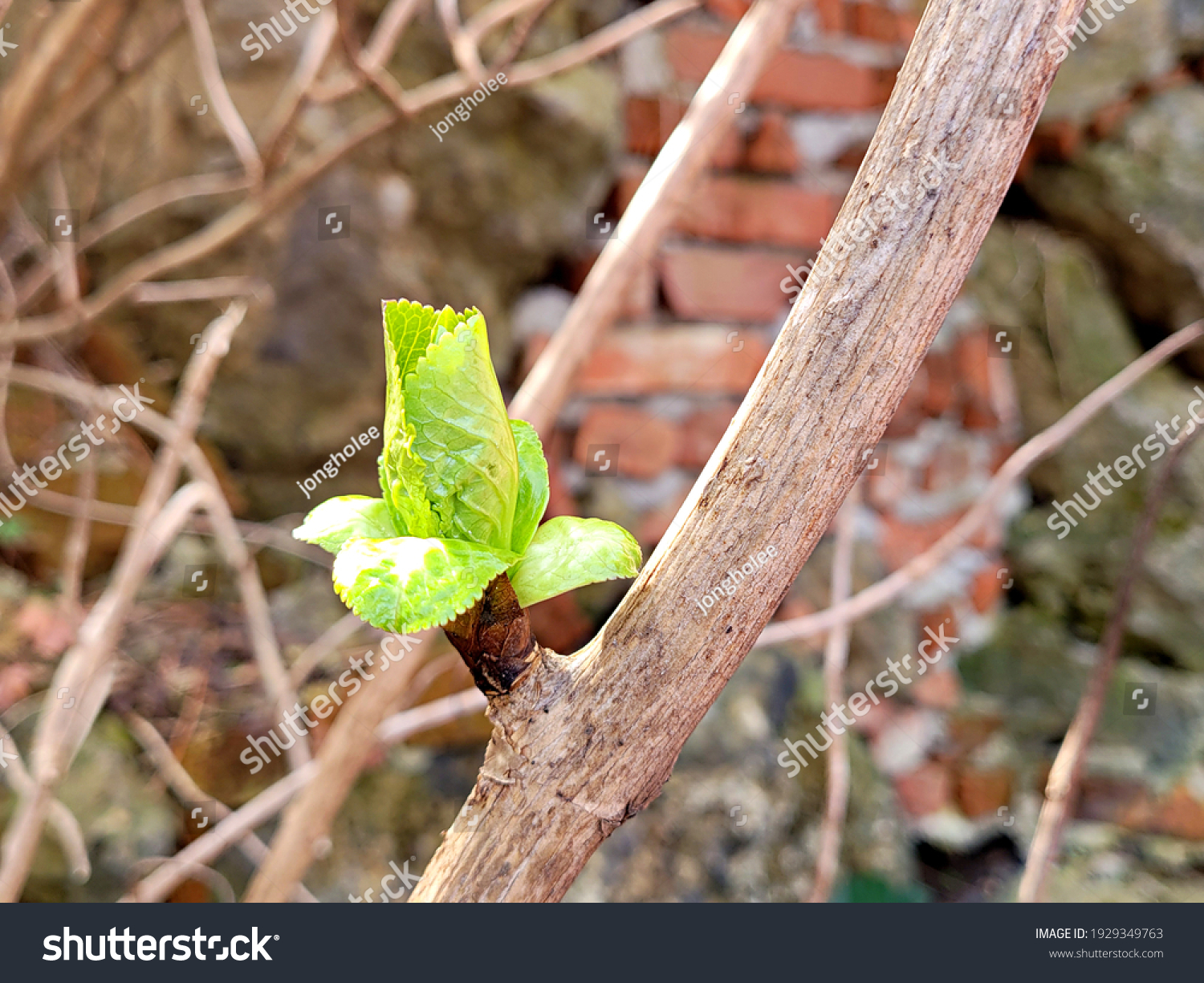 Hydrangea Tree Hydrangea Young Leaf Stock Photo 1929349763 | Shutterstock