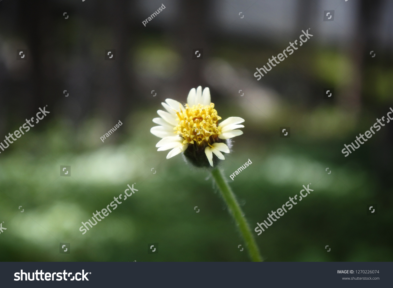 Incomplete Tiny Flower Stock Photo 1270226074 | Shutterstock