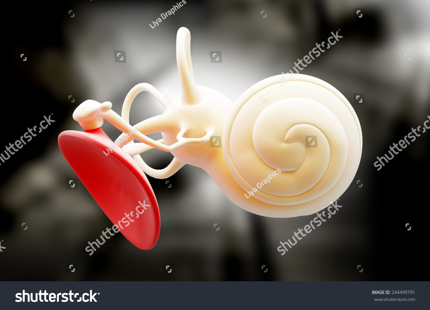 Inner Ear Structure Stock Illustration 244499791 | Shutterstock