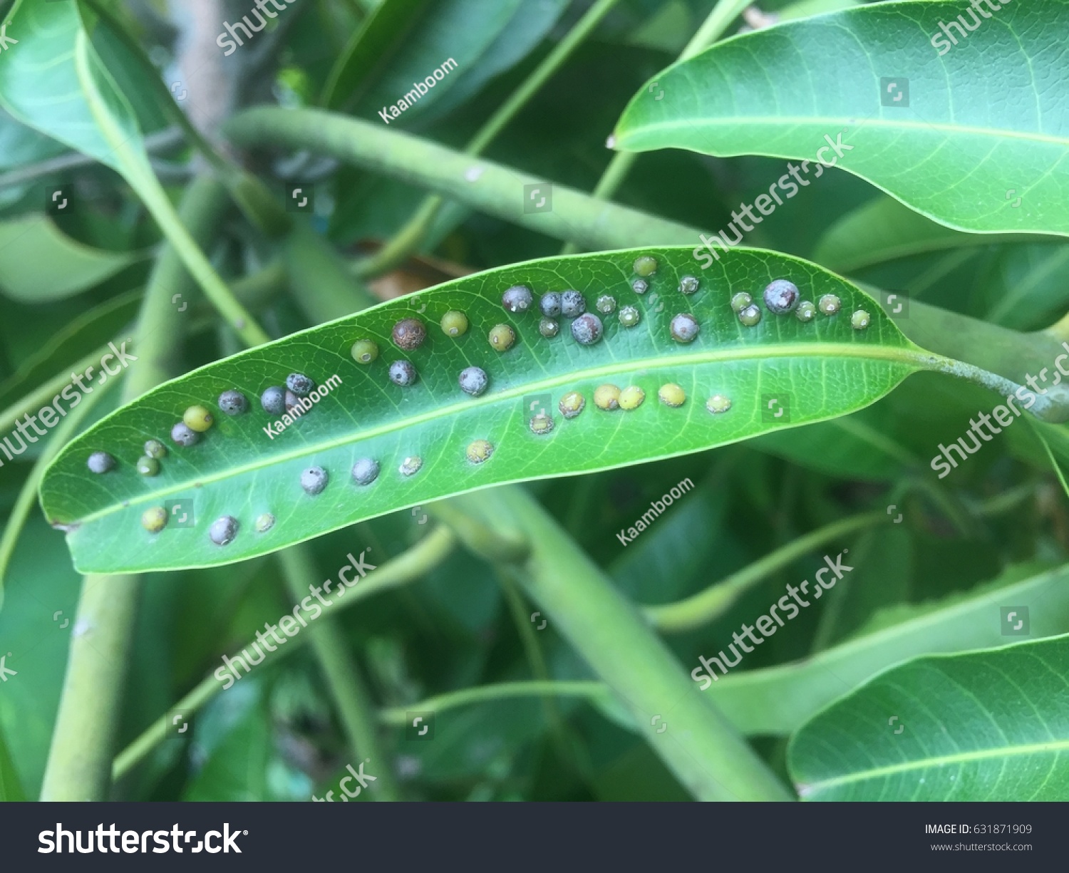 Insect Image Spawn On Leaf Stock Photo 631871909 | Shutterstock