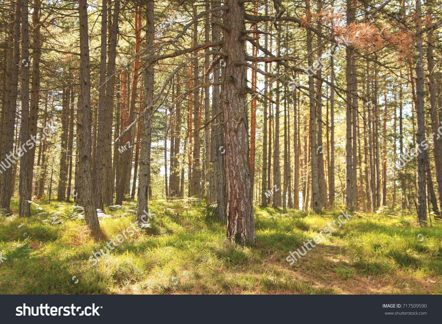 Inside Pine Tree Forest Stock Photo 717509590 | Shutterstock