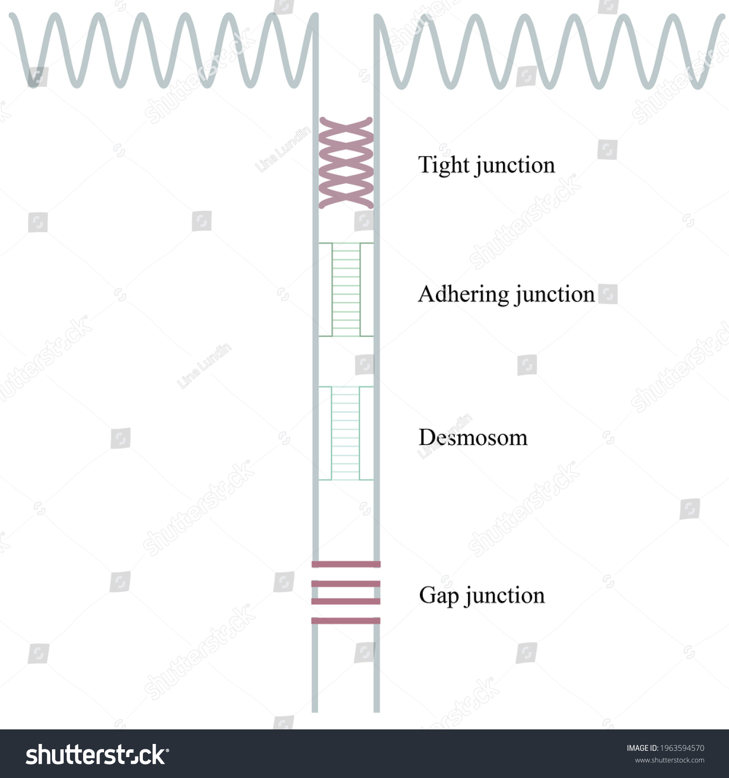 2 Intercellular communication Images, Stock Photos & Vectors | Shutterstock