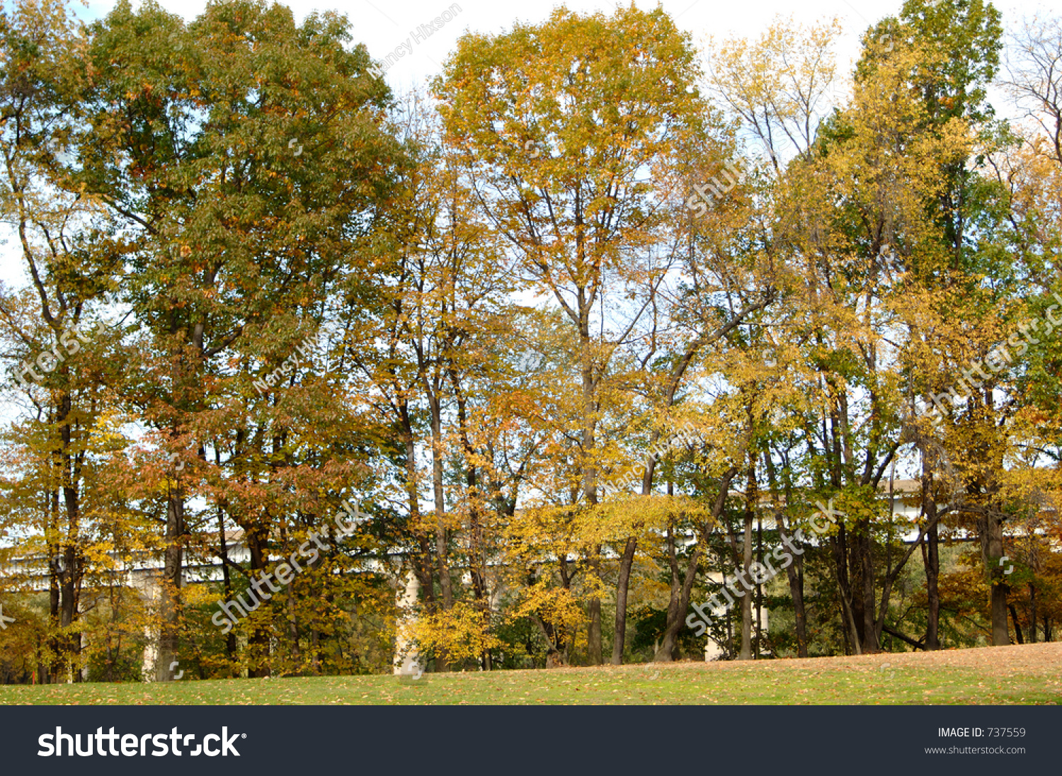 Interstate Behind Trees Stock Photo 737559 | Shutterstock