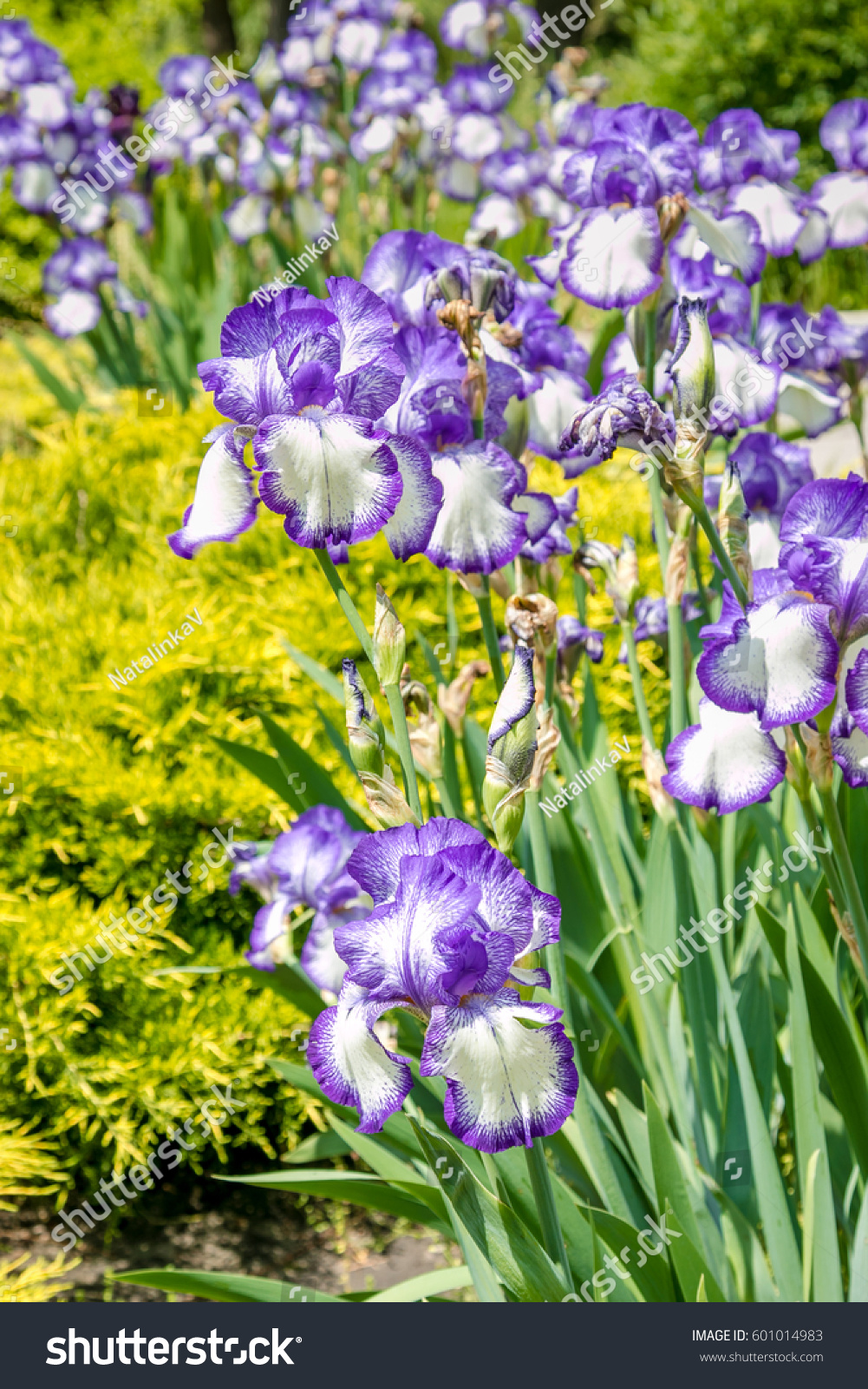 Irises Perennial Rhizome Flowering Plants Family Stock Photo (Edit Now ... Irises Perennial Rhizome Flowering Plants Family Stock Photo (Edit Now ...