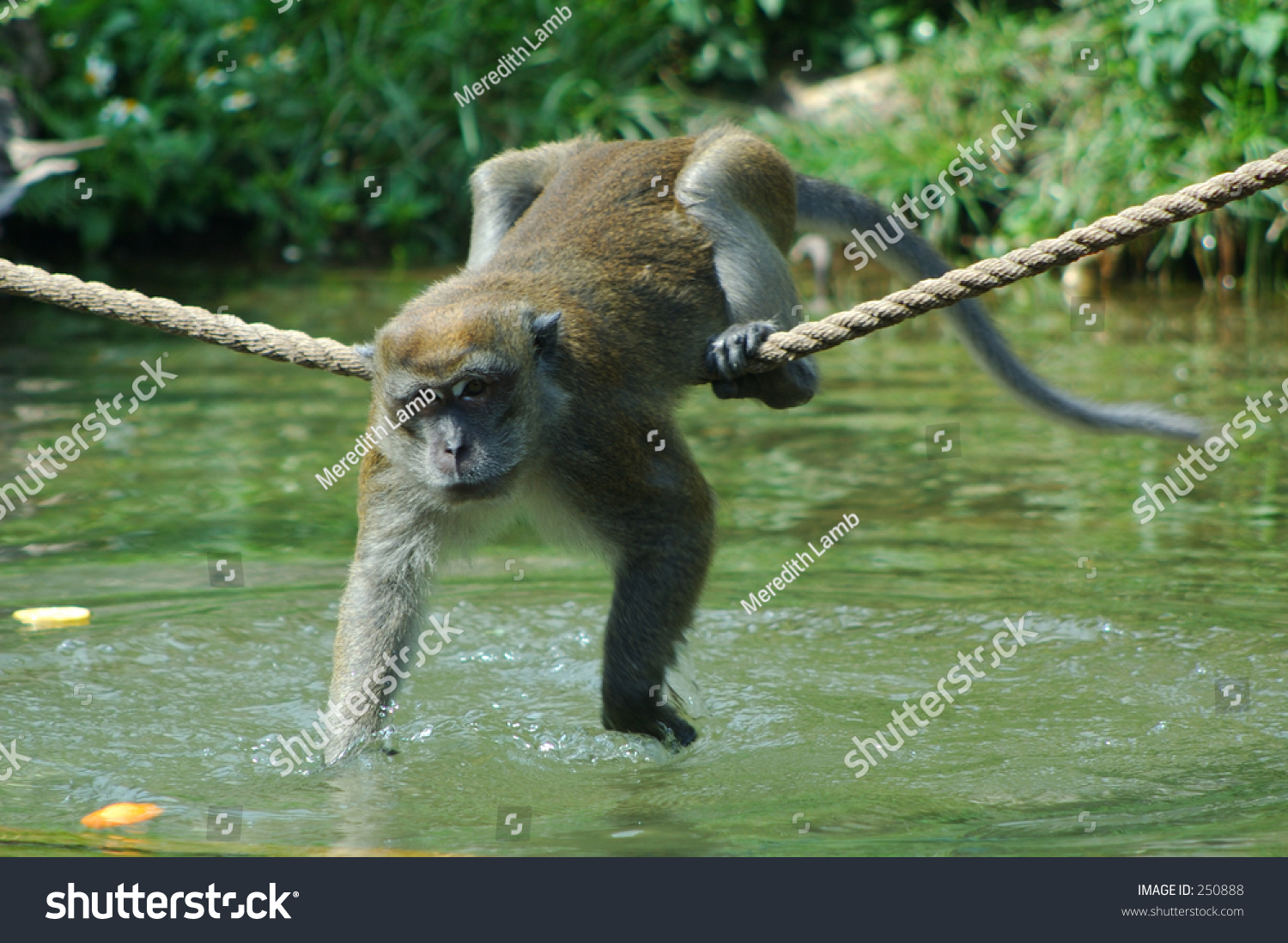 Java Macaque Reaching Food库存照片250888 | Shutterstock