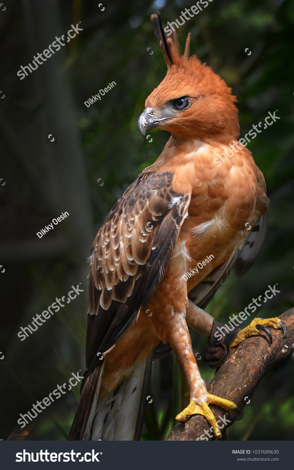 195 Javan hawk eagle Images, Stock Photos & Vectors | Shutterstock