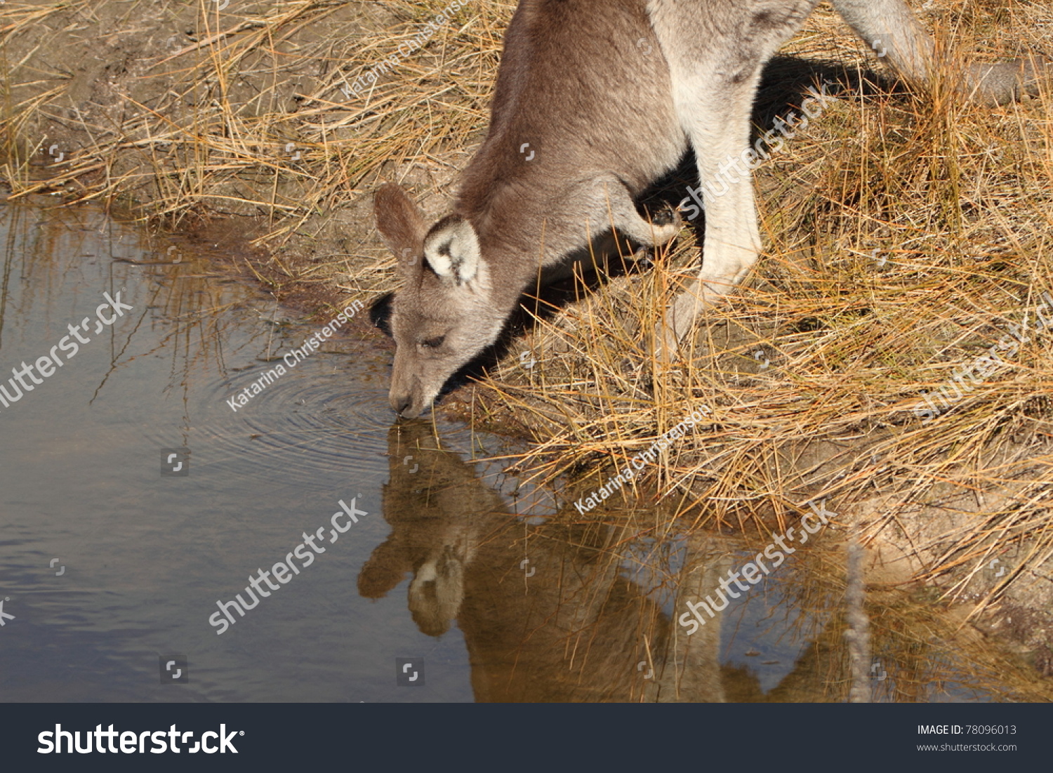 Kangaroo Drinking Stock Photo 78096013 - Shutterstock
