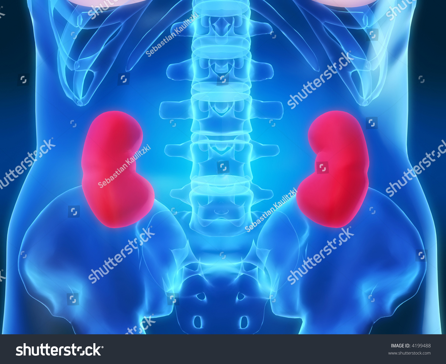 Kidneys Stock Photo 4199488 : Shutterstock