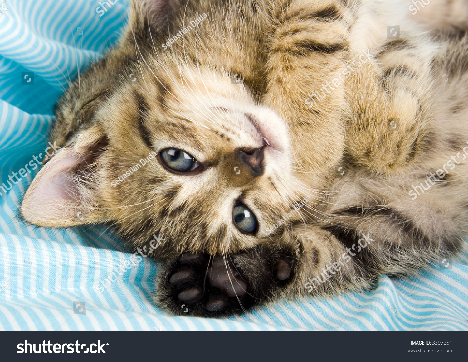 Kitty Stock Photo 3397251 | Shutterstock