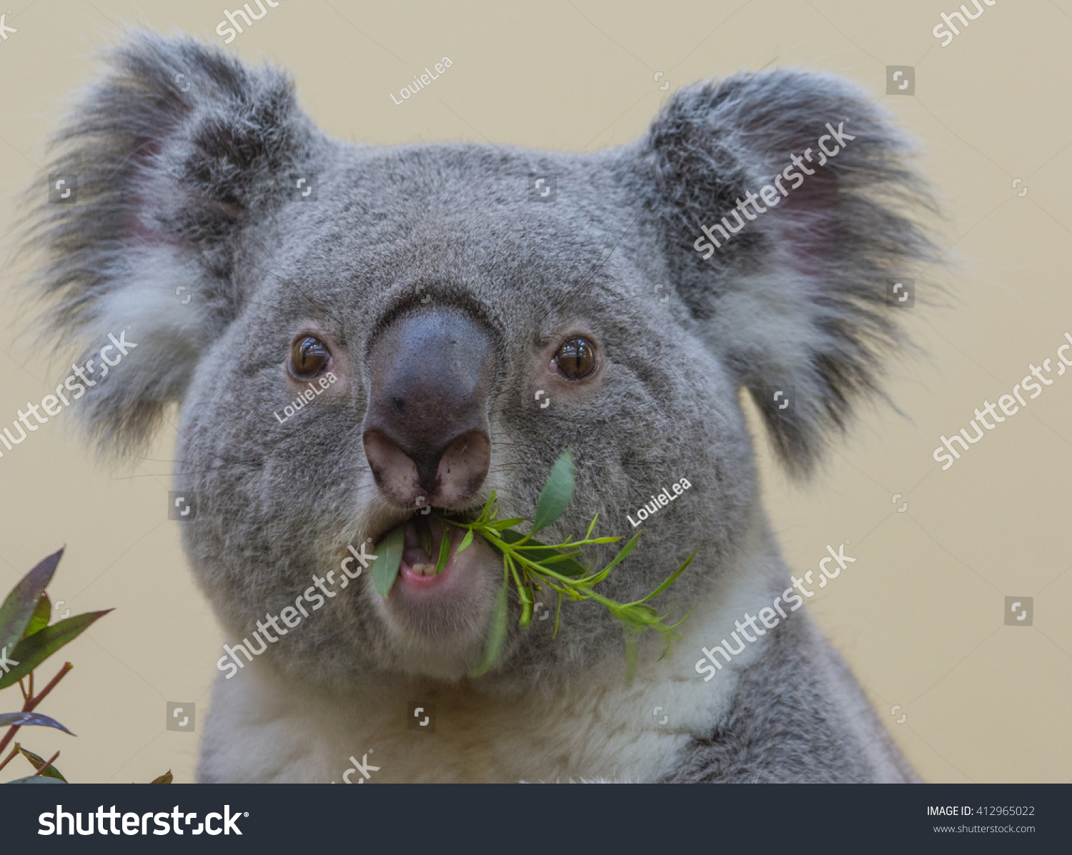 88 Koala aboriginal Stock Photos, Images & Photography | Shutterstock