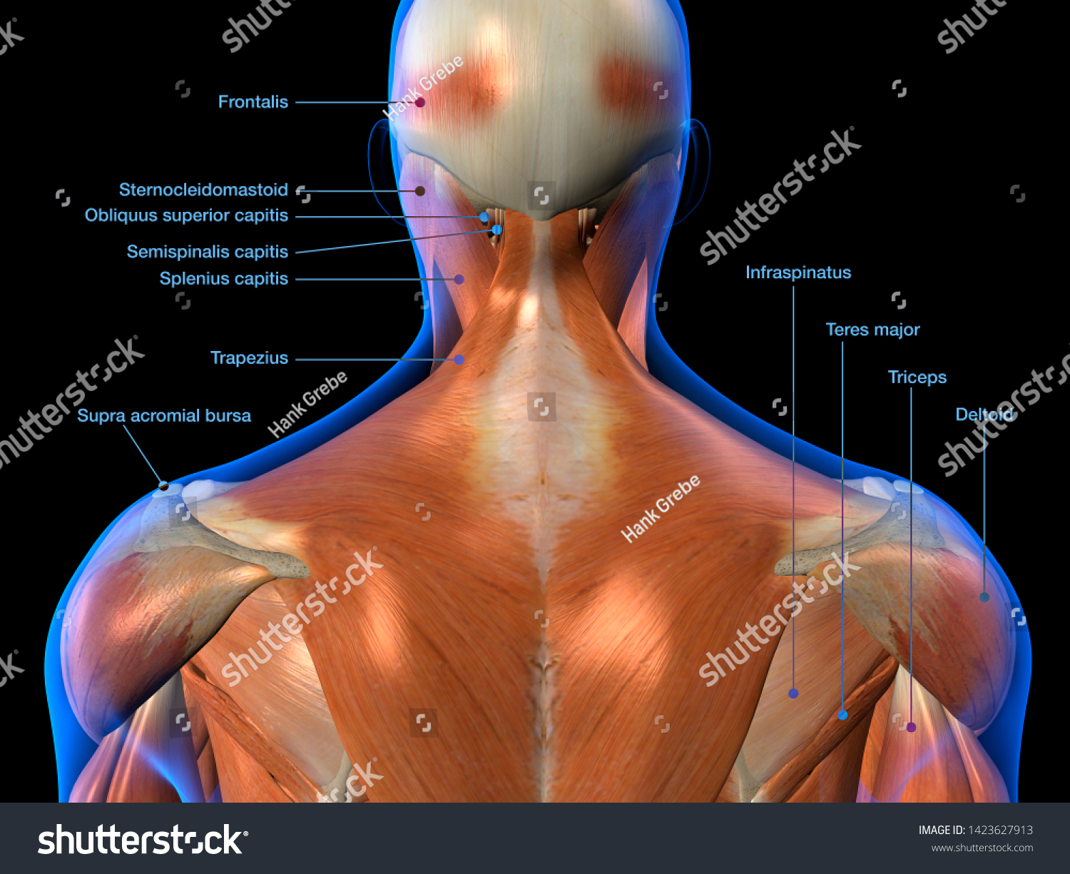 Labeled Anatomy Chart Neck Back Muscles Stock Illustration 1423627913 ... Labeled Anatomy Chart Neck Back Muscles Stock Illustration 1423627913 ...