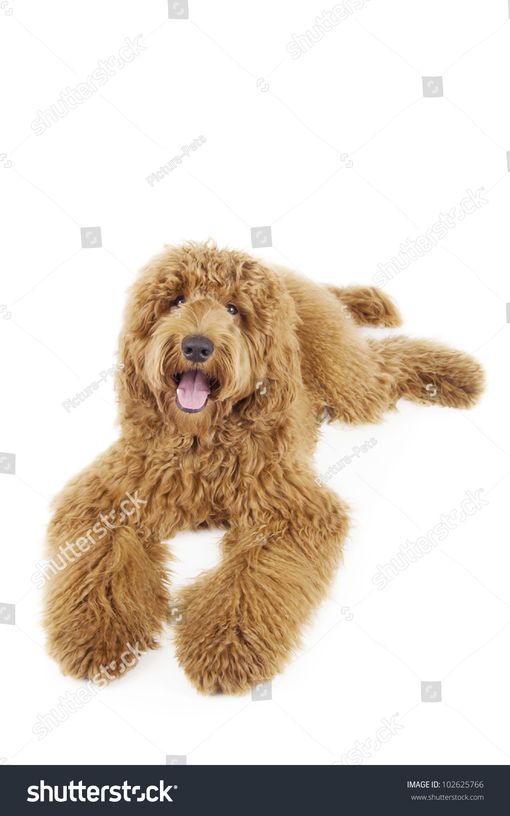 Labradoodle Lying Stock Photo 102625766 | Shutterstock