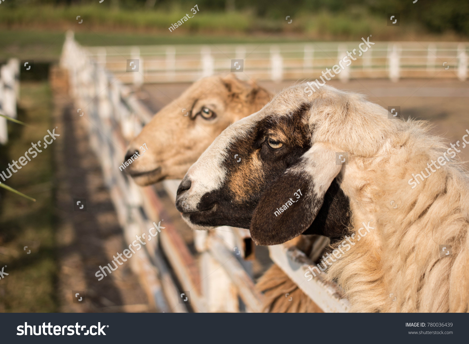Lamb Asian Sheep Farm Eye Head 스톡 사진 780036439 | Shutterstock Lamb Asian Sheep Farm Eye Head 스톡 사진 780036439 | Shutterstock