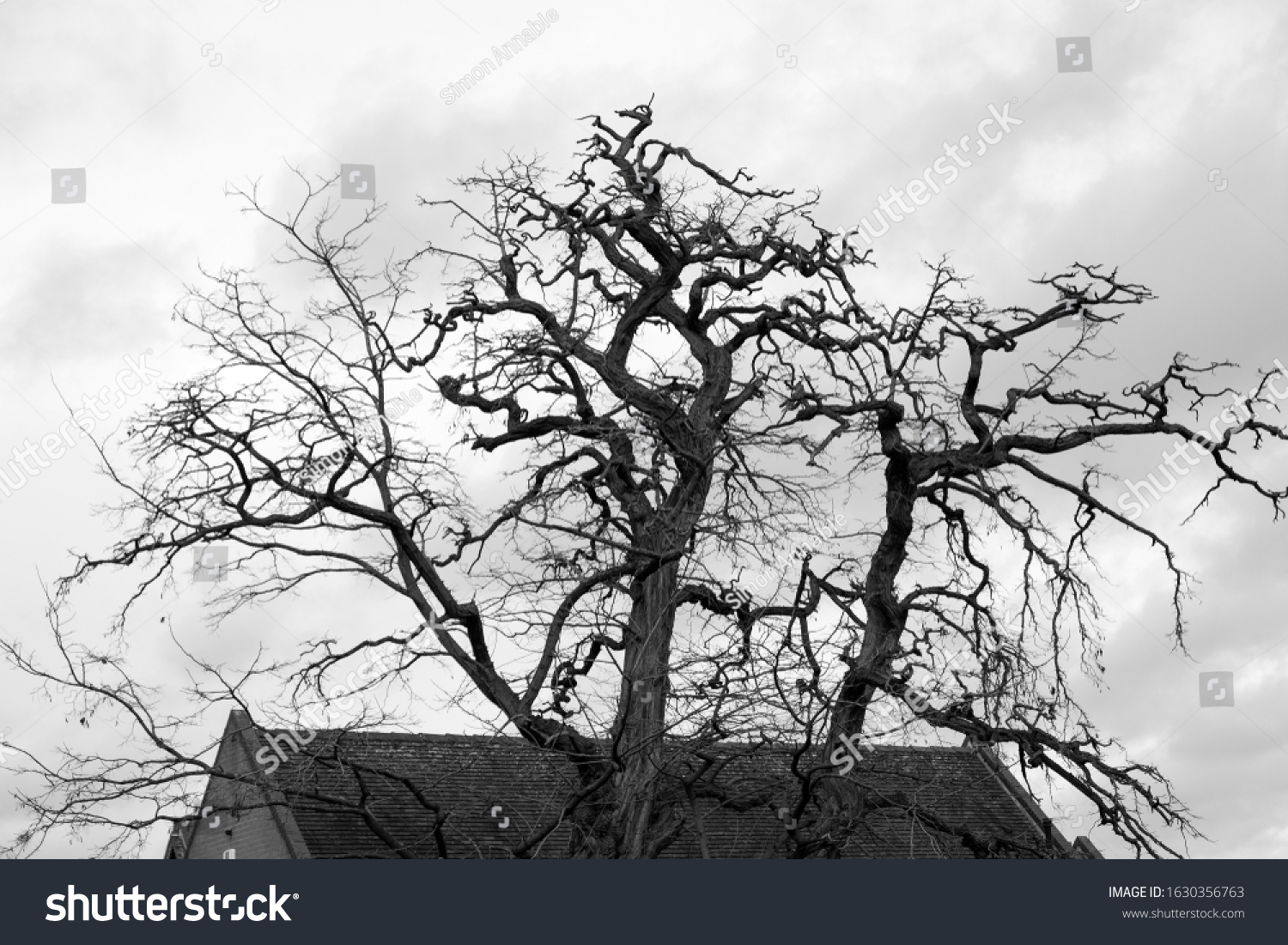 Large Bare Tree Canopy Example Stock Photo 1630356763 | Shutterstock