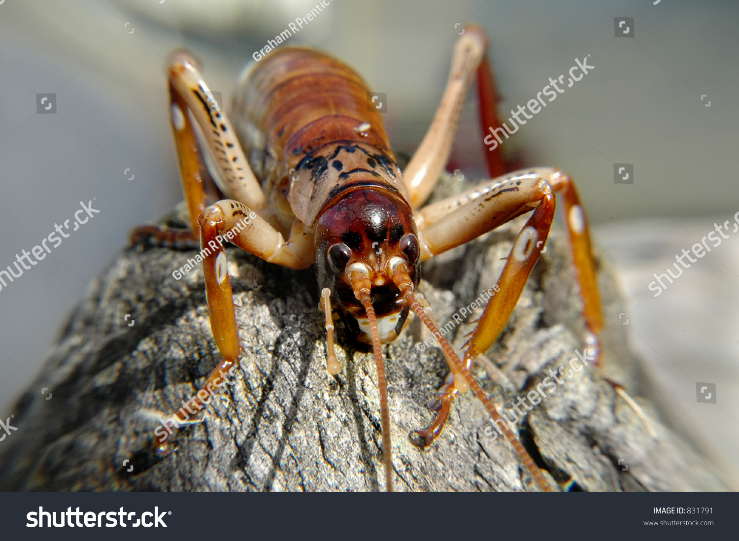 Large Insect - Head On Stock Photo 831791 : Shutterstock