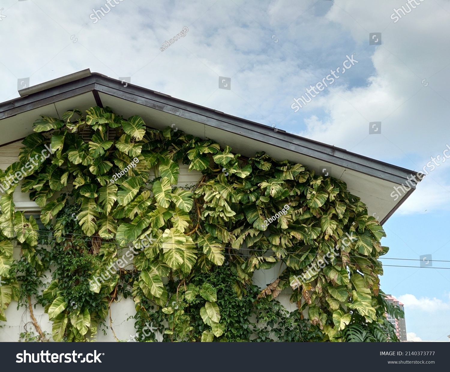 Large Splitleaf Pothos Covered House Stock Photo 2140373777 | Shutterstock