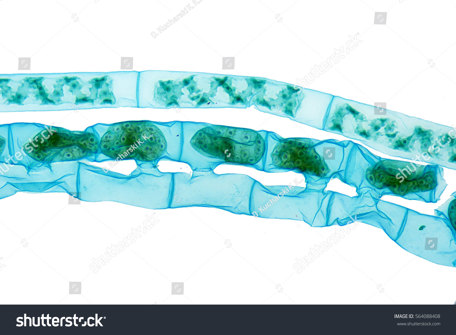 Стоковая фотография 564088408 Lateral Conjugation Spirogyra Algae Under Microscope Shutterstock