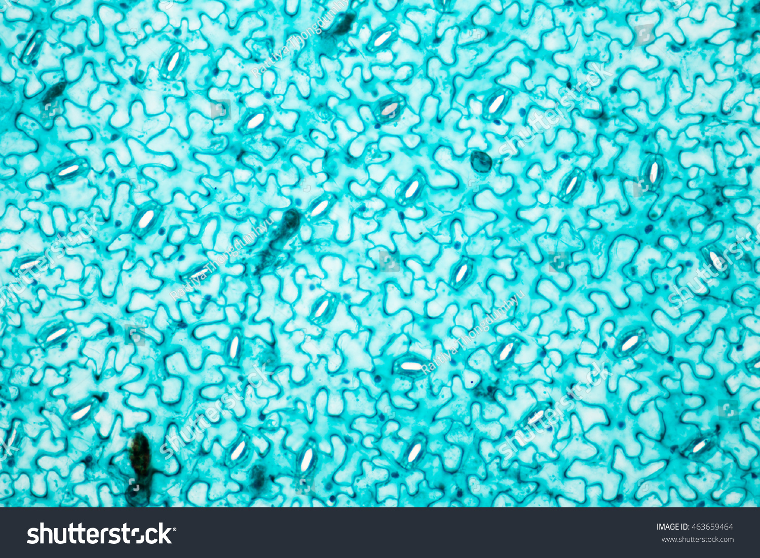 Leaf Epidermis Stomata Under Microscope Stock Photo 463659464 ...