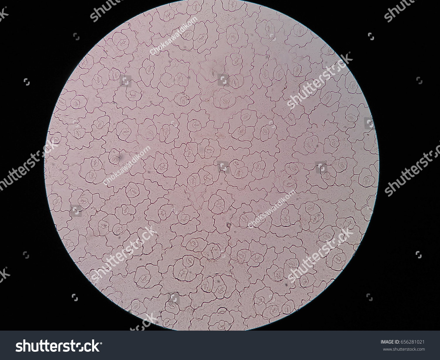 Leaf Epidermis Under Microscope View Foto De Stock 656281021 Shutterstock 2284