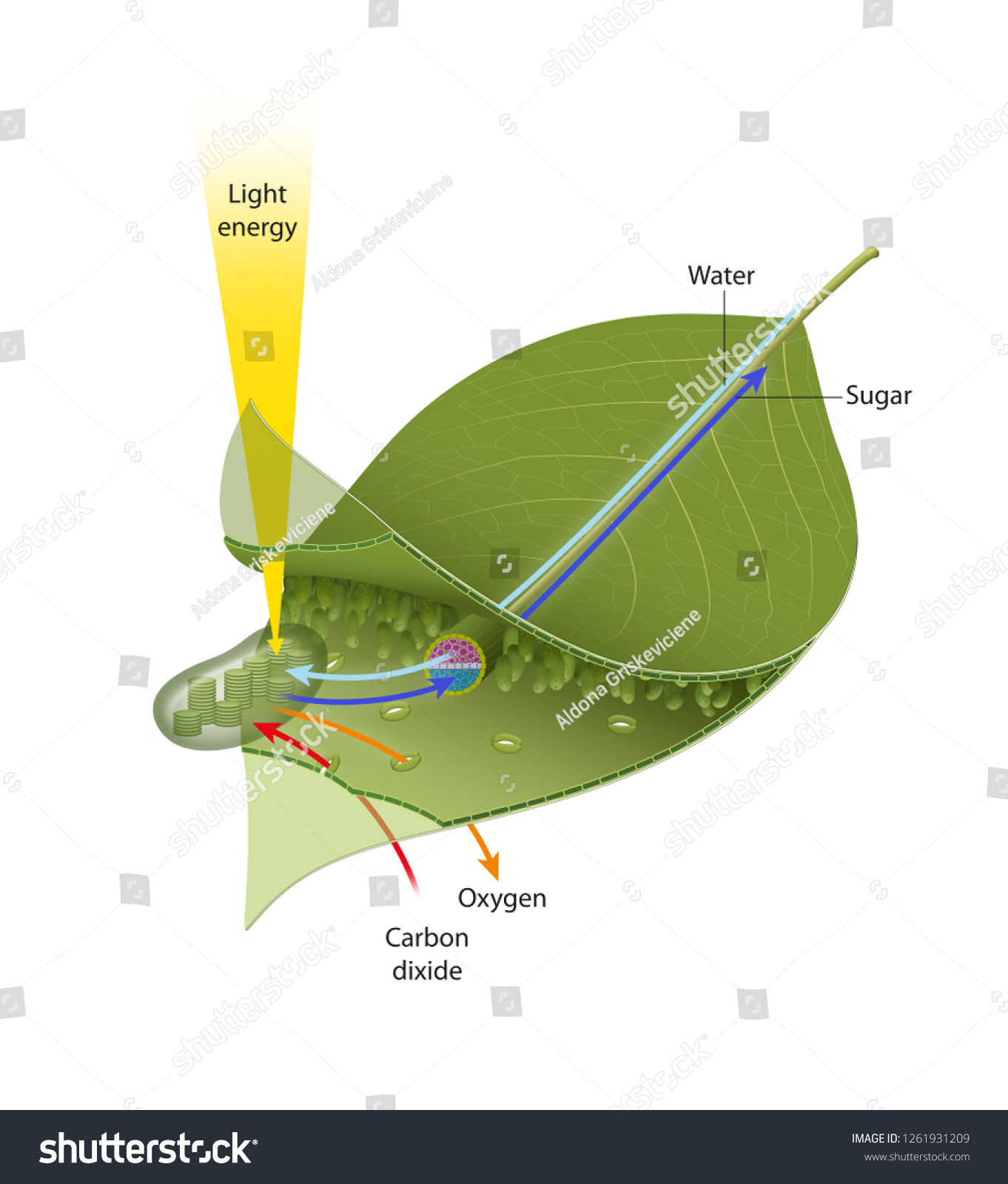 75,900 Photosynthesis leaf Images, Stock Photos & Vectors | Shutterstock 75,900 Photosynthesis leaf Images, Stock Photos & Vectors | Shutterstock