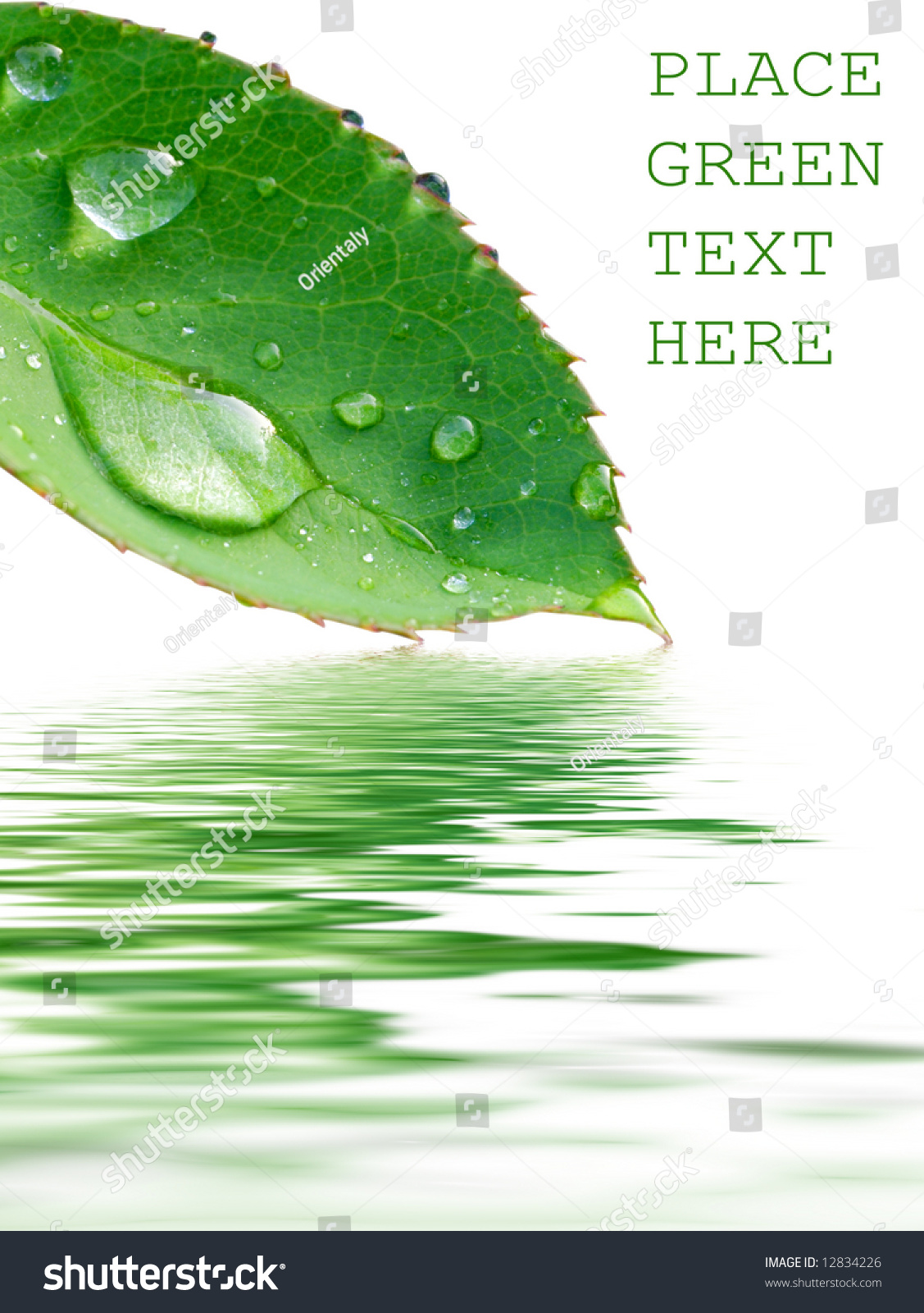 Leaf Reflection Stock Photo 12834226 : Shutterstock