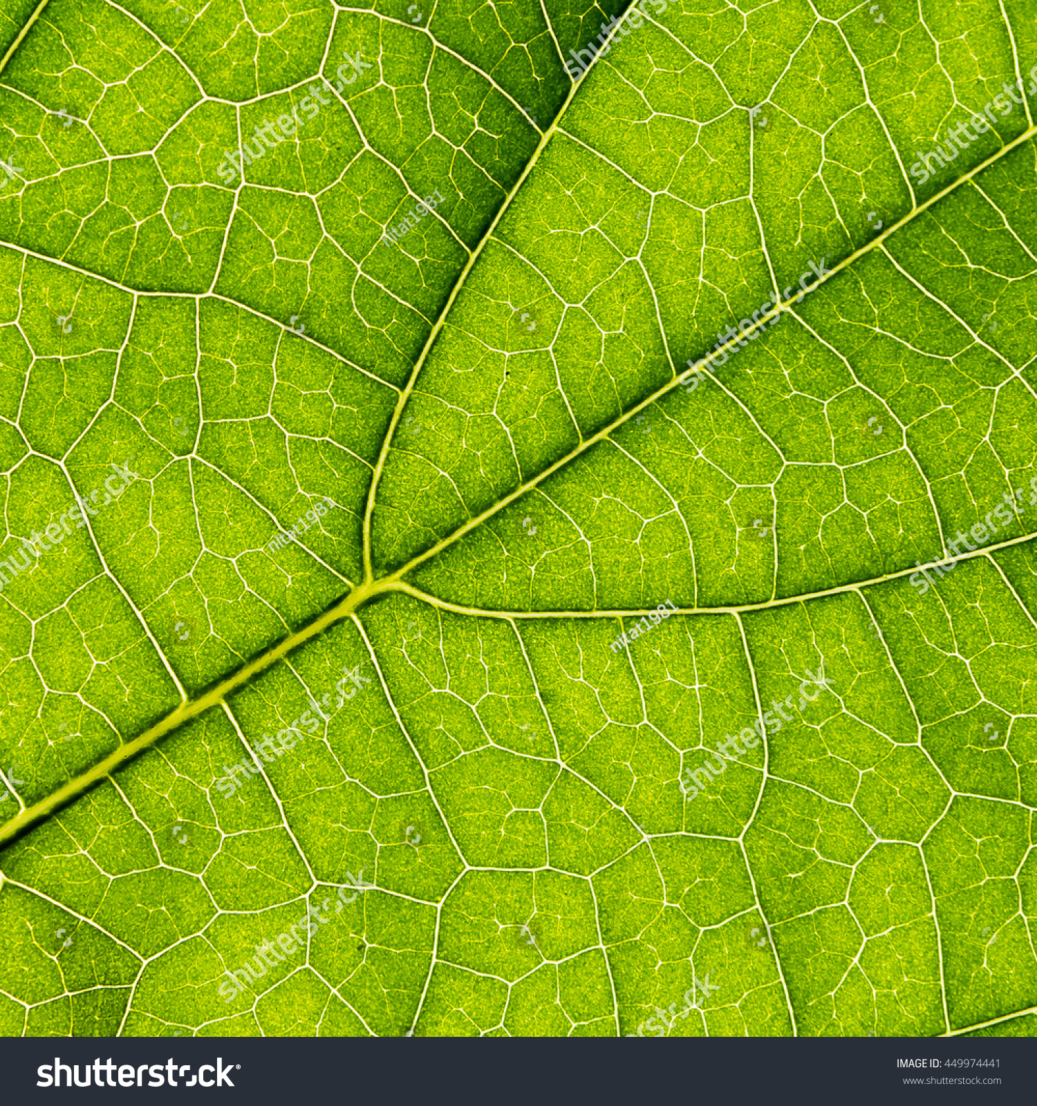 Leaf Texture Stock Photo 449974441 - Shutterstock