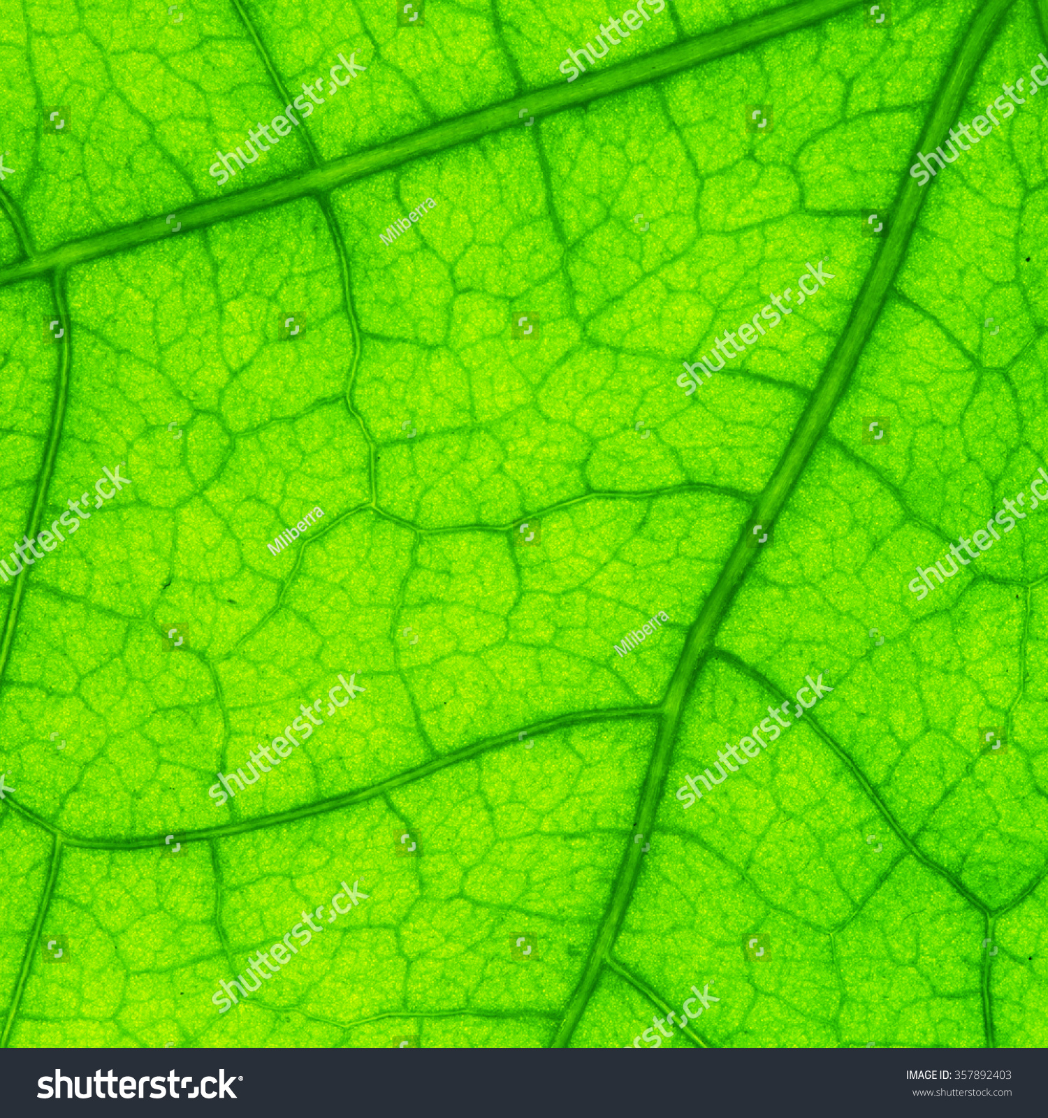 Leaf Texture Leaf Texture Stock Photo (Edit Now) 357892403