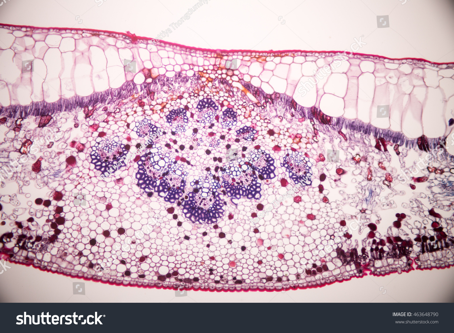 Leaf Type Tissue Under Microscope Foto de stock 463648790 | Shutterstock