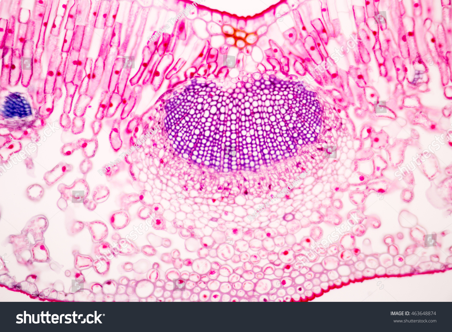 Leaf Type Tissue Under The Microscope Stock Photo 463648874 : Shutterstock